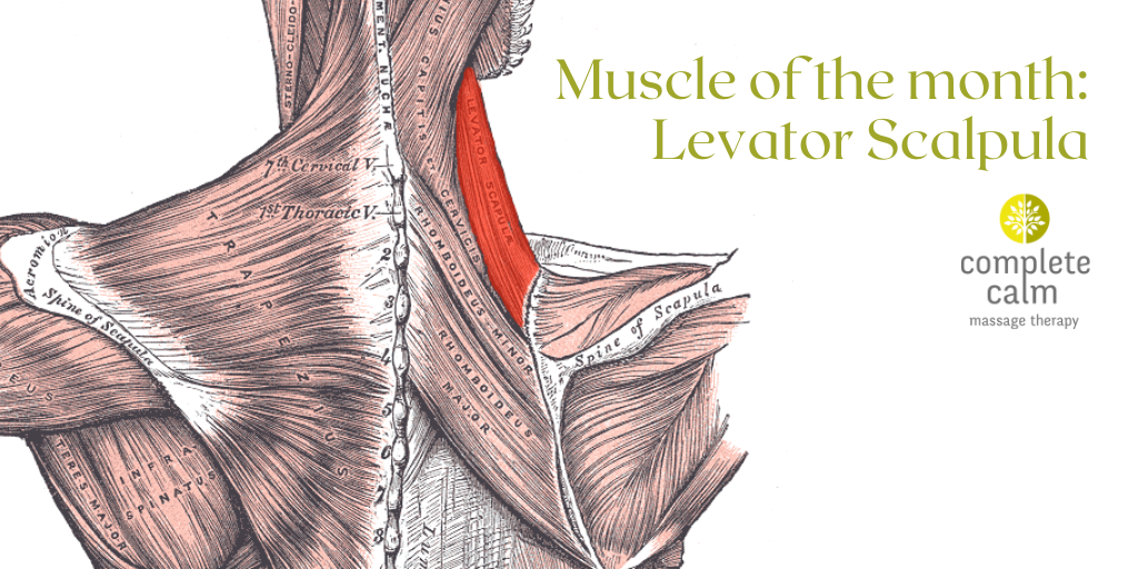 Levator scapula - Complete Calm Massage Therapy
