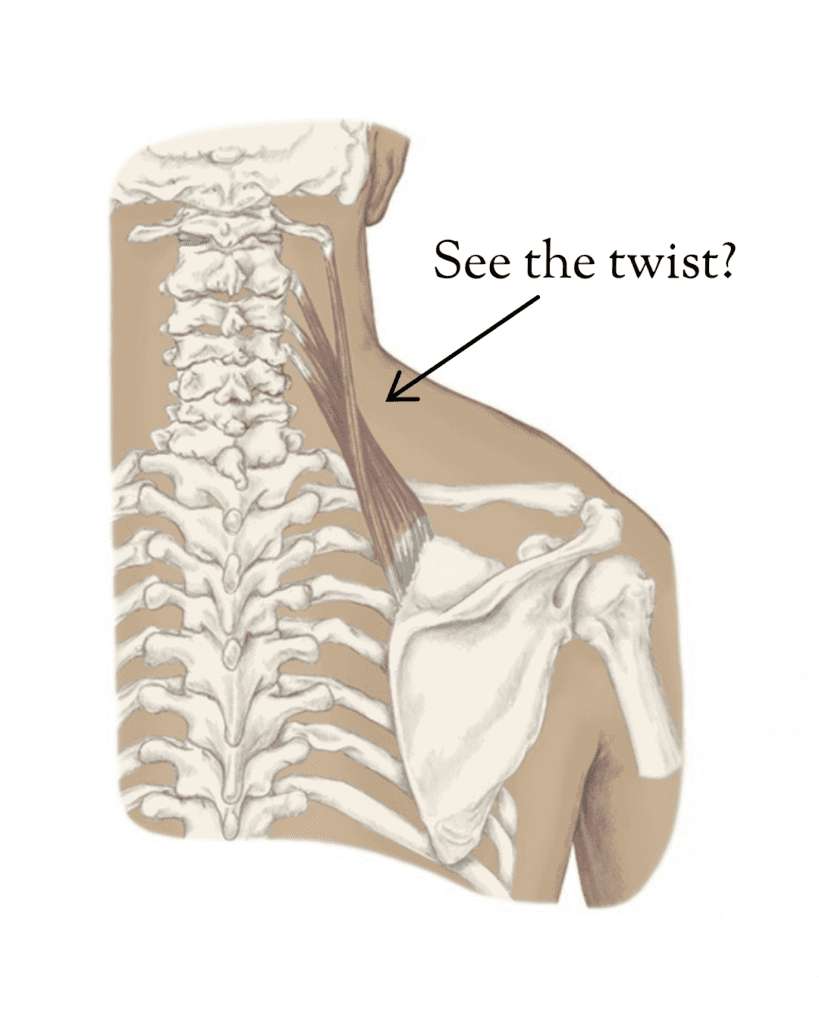 Muscle of the month: Levator Scapula - Complete Calm Massage Therapy